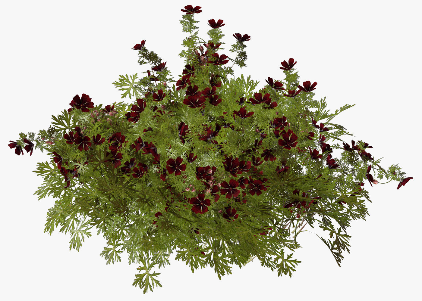 Geranium garden 3D model | CGTrader