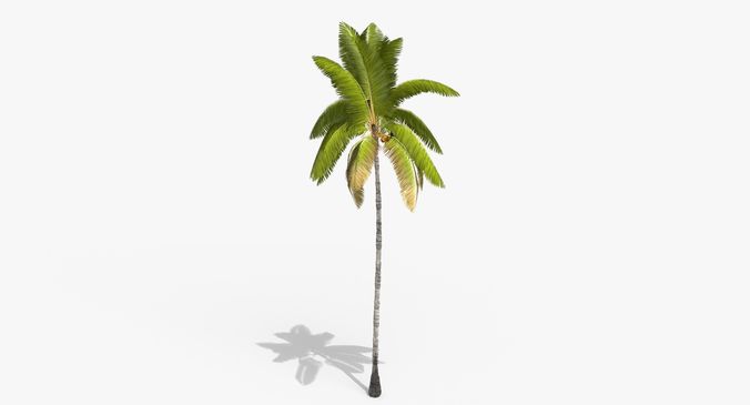 3D model Coconut Palm Tree 3698-2 VR / AR / low-poly rigged animated ...