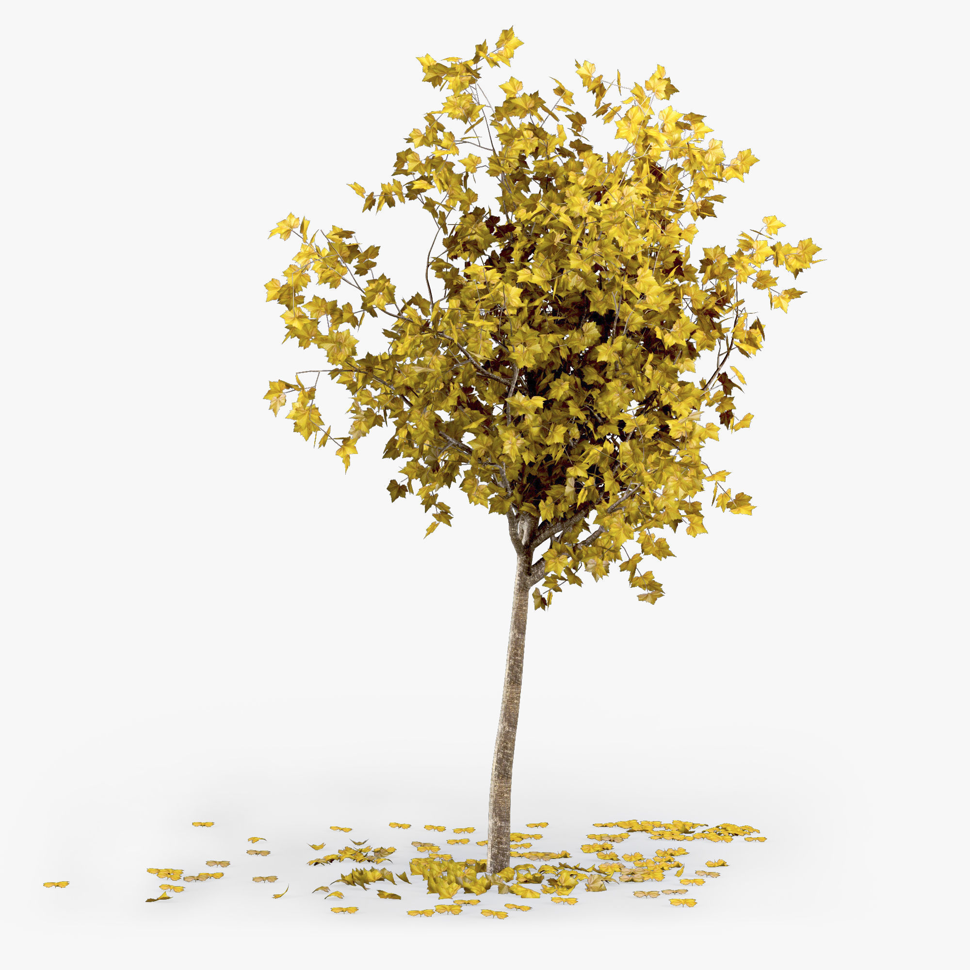 Autumn Tree 3D model | CGTrader