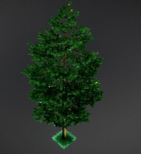 Tall Tree 3D model | CGTrader