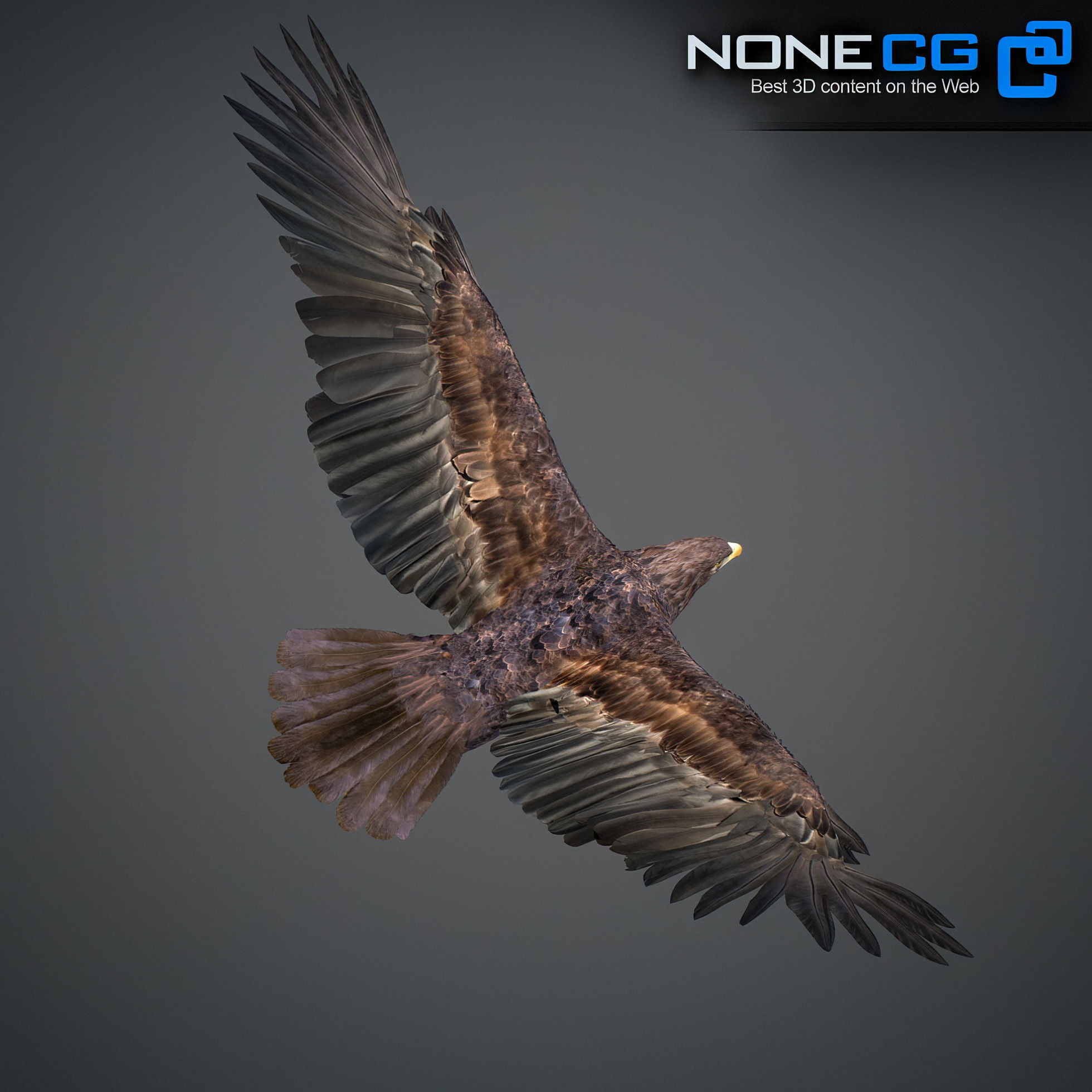 Animated Eagles 3D model animated rigged | CGTrader