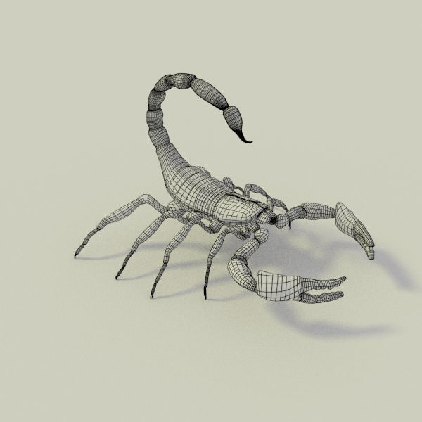Insects Pack Ultra 3D model animated rigged | CGTrader