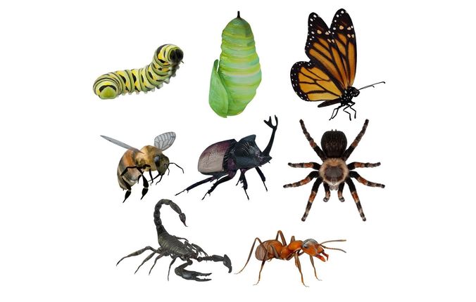 Insects Pack Ultra 3D model animated rigged | CGTrader