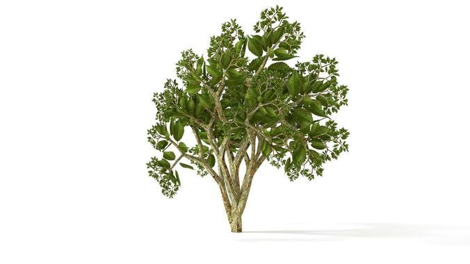 Tree - Bush 3D Model free 3D model | CGTrader
