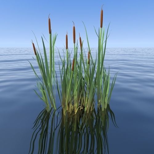 reeds floating in water 3D model | CGTrader