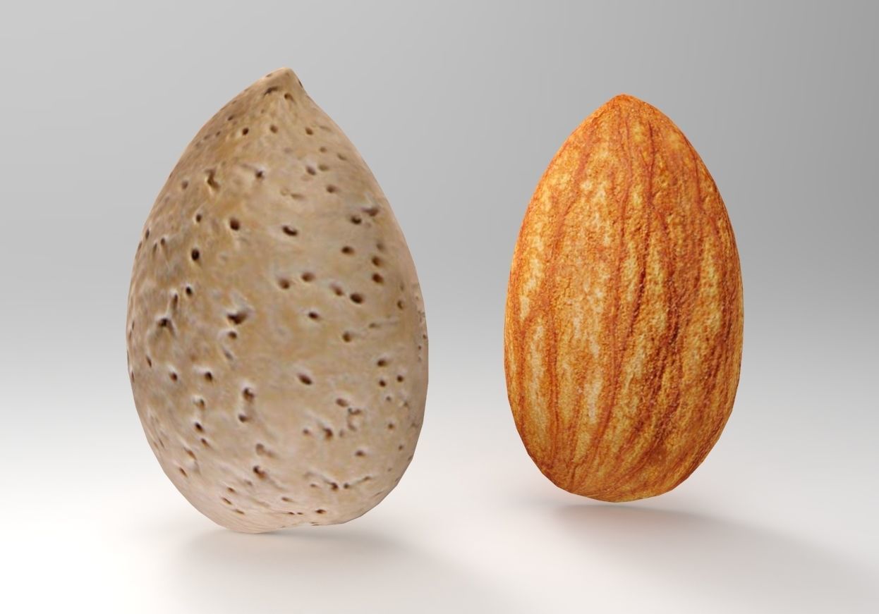 Almond 3D Model two almonds 3D model | CGTrader