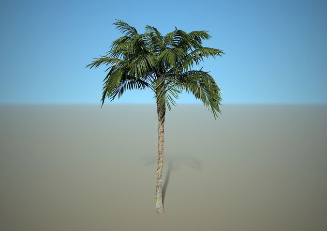 Palm Tree free 3D model | CGTrader