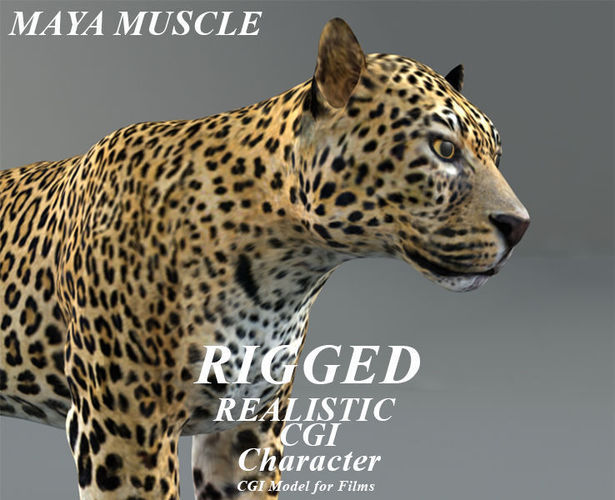 Leopard Rigged Maya muscle 3D model animated rigged | CGTrader