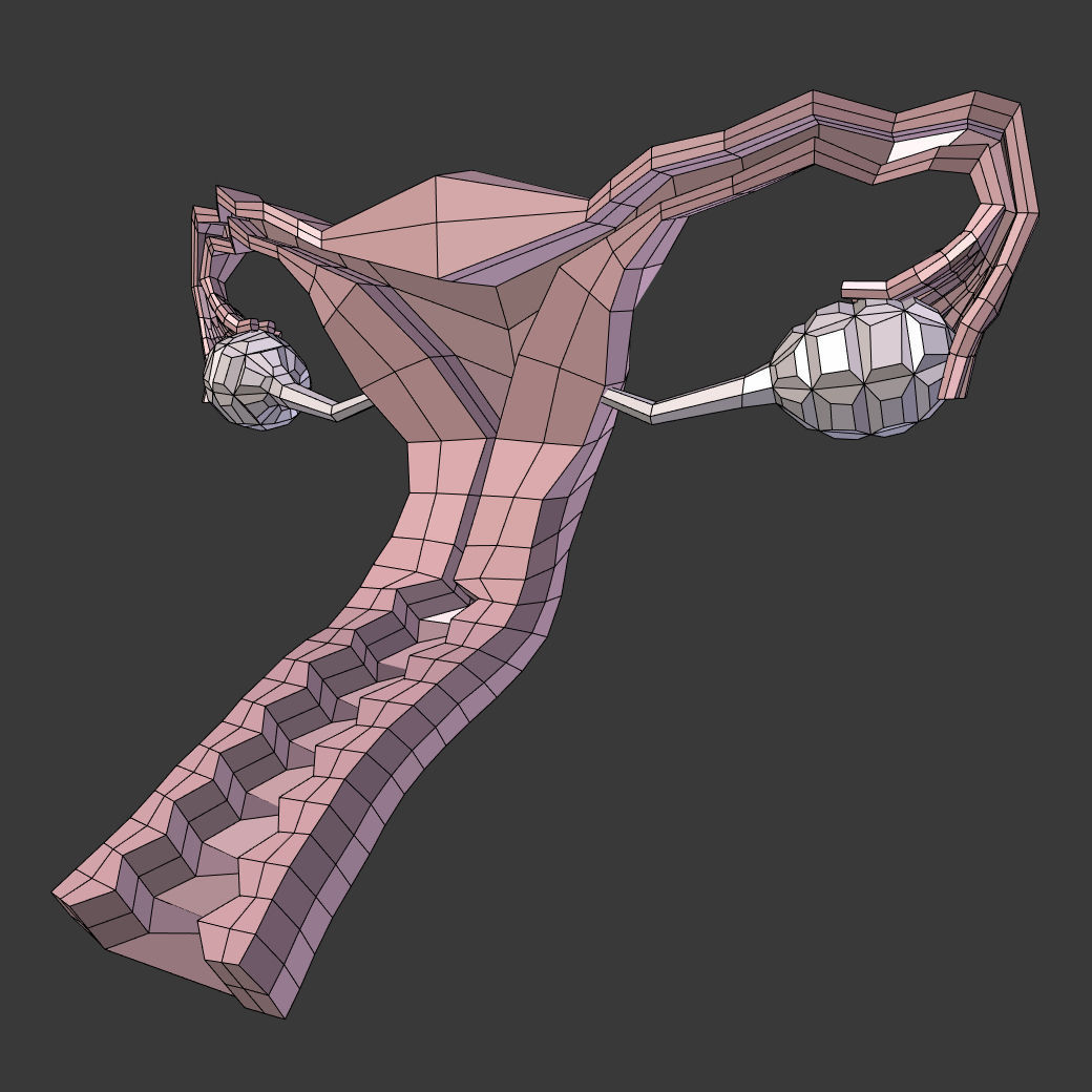 3D model Reproductive System - Female VR / AR / low-poly | CGTrader