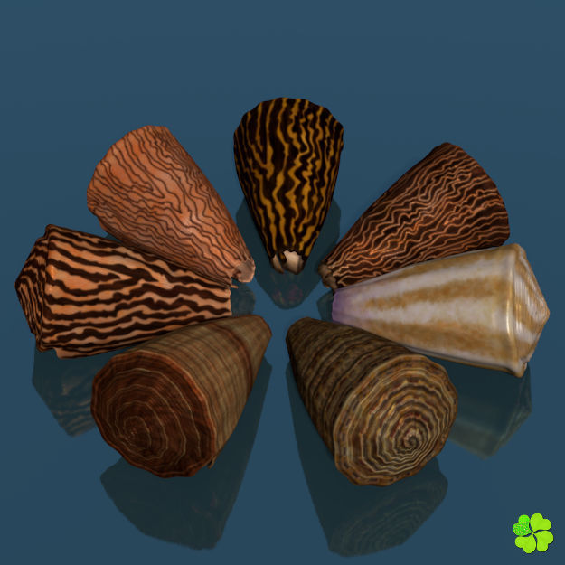 3D model Conus shell low poly VR / AR / low-poly | CGTrader