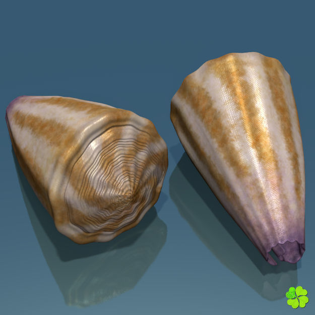 3D model Conus shell low poly VR / AR / low-poly | CGTrader