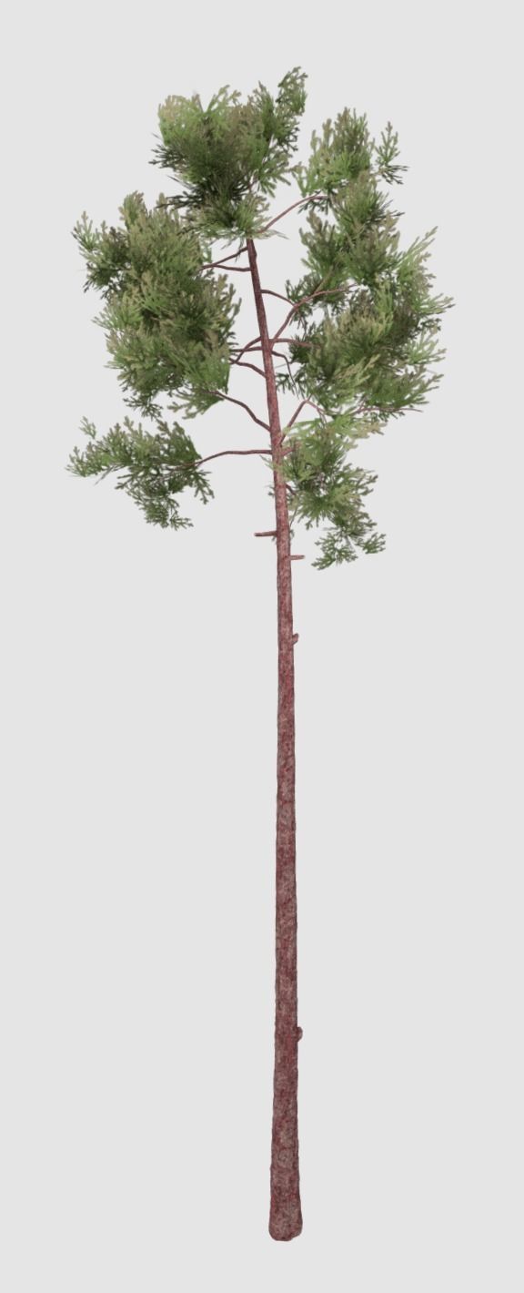 Pine tree 3D model | CGTrader