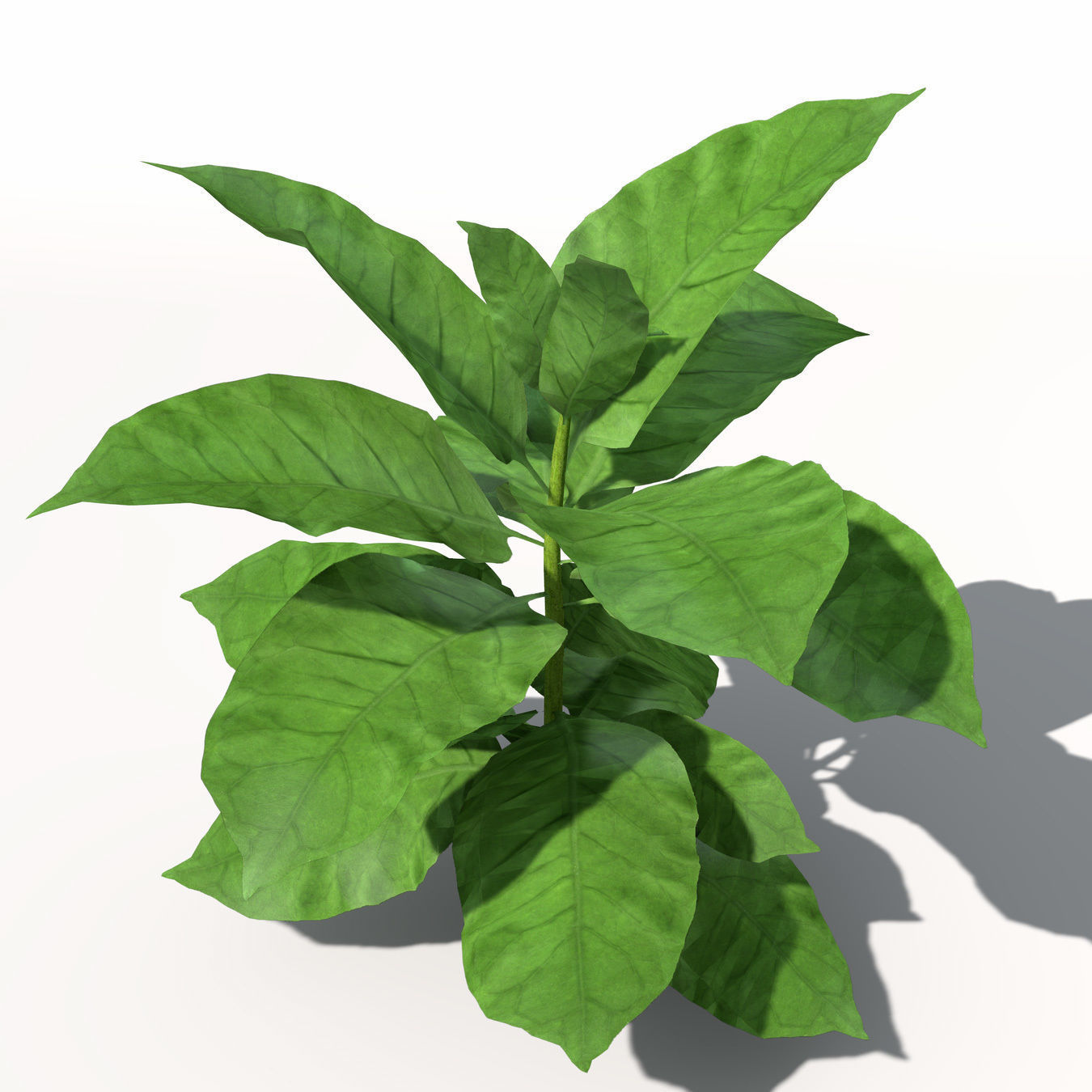 XfrogPlants Tobacco 3D model | CGTrader