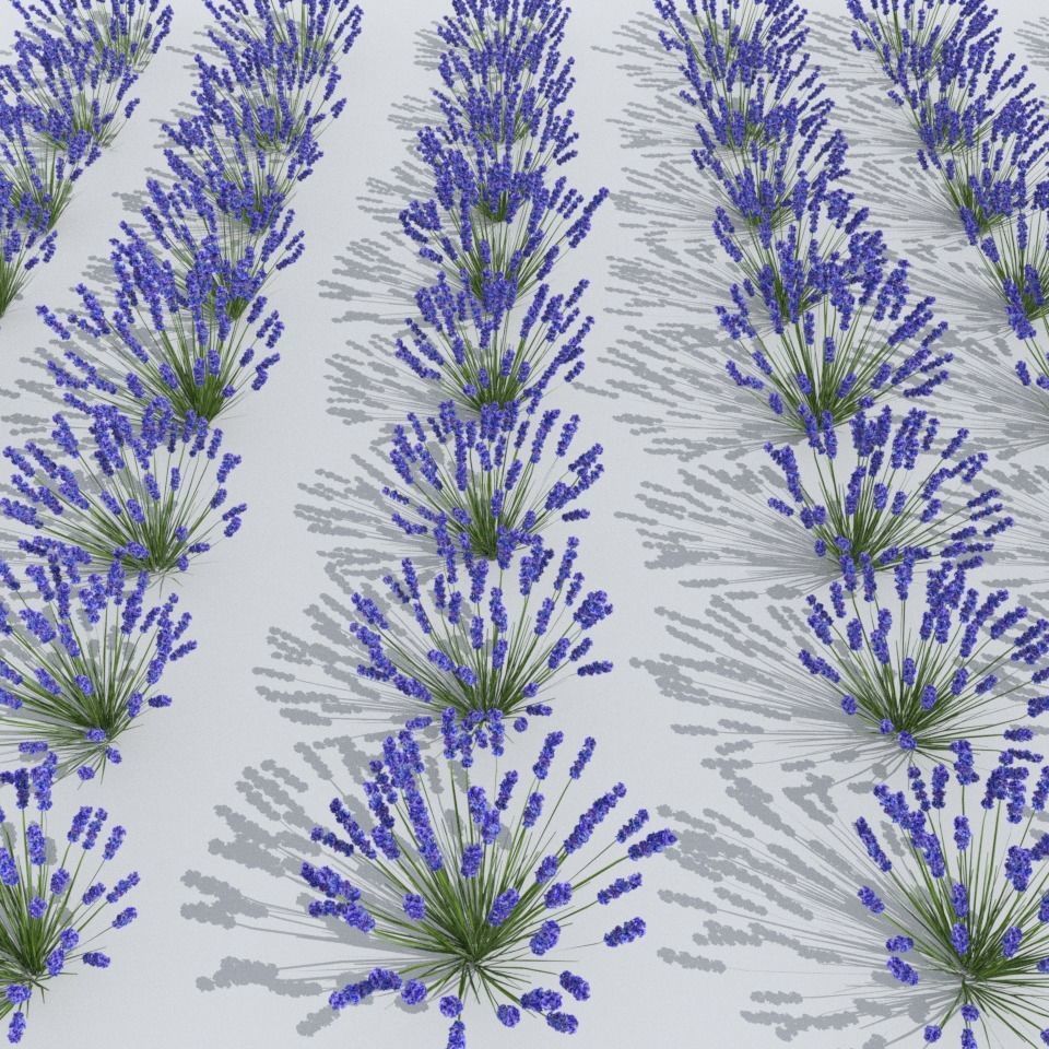 3D model Lavender Plant 01 VR / AR / low-poly | CGTrader