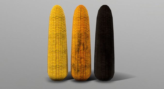 3D model Corn Cob VR / AR / low-poly | CGTrader