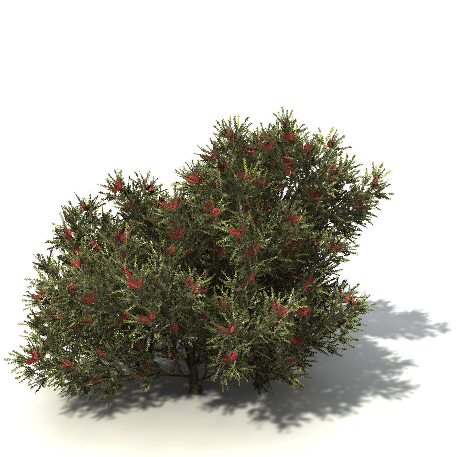 XfrogPlants Common Net Bush 3D model | CGTrader
