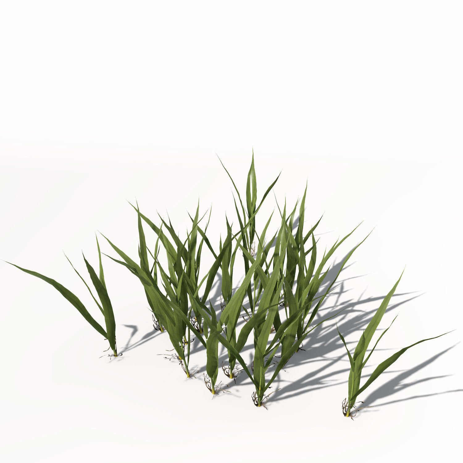 XfrogPlants Rice 3D model | CGTrader