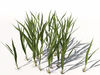 XfrogPlants Rice 3D model | CGTrader