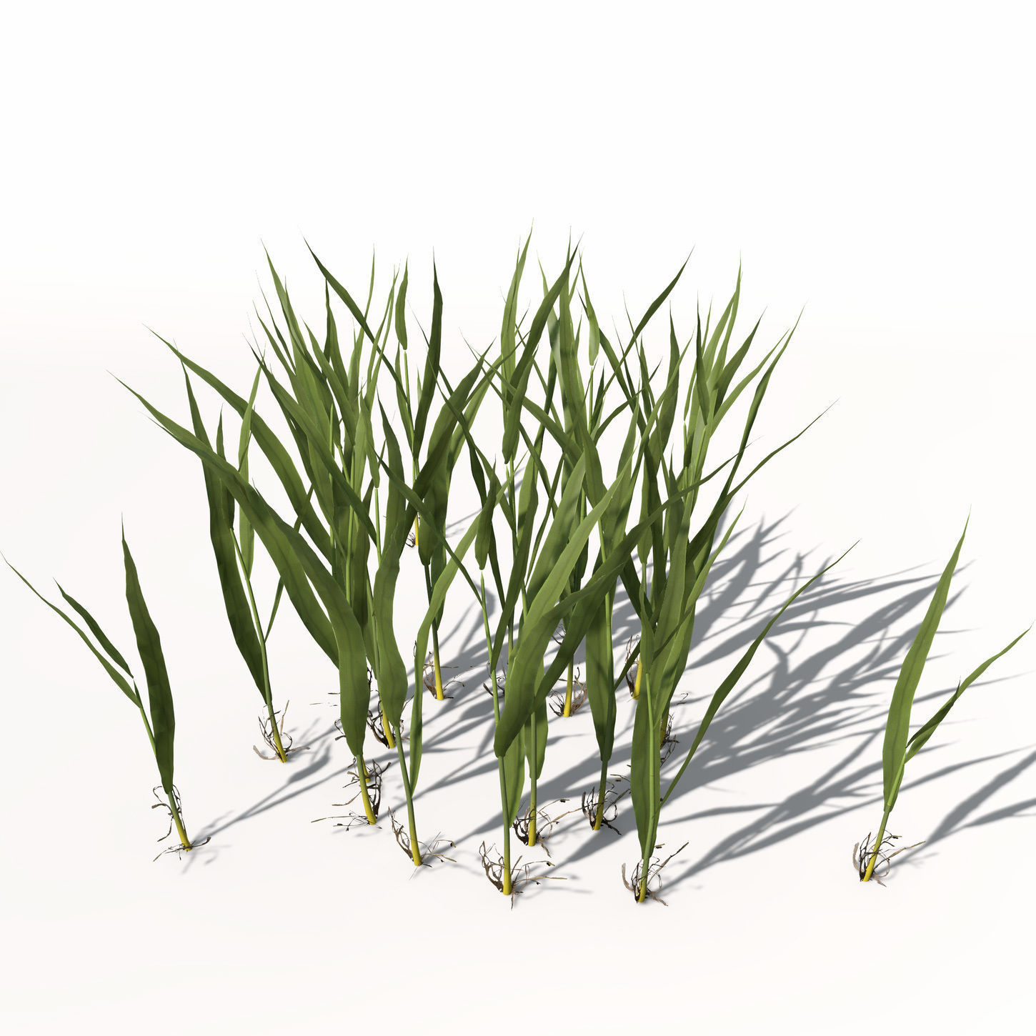 XfrogPlants Rice 3D model | CGTrader