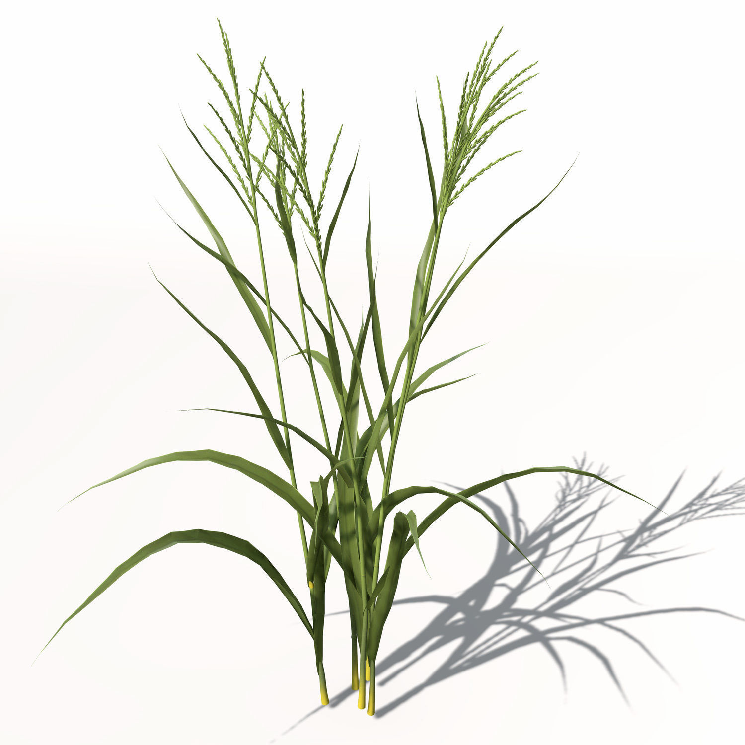 XfrogPlants Rice 3D model | CGTrader