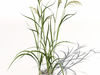 XfrogPlants Rice 3D model | CGTrader