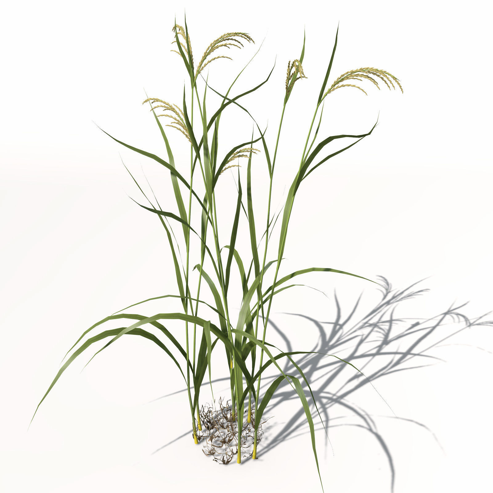 XfrogPlants Rice 3D model | CGTrader