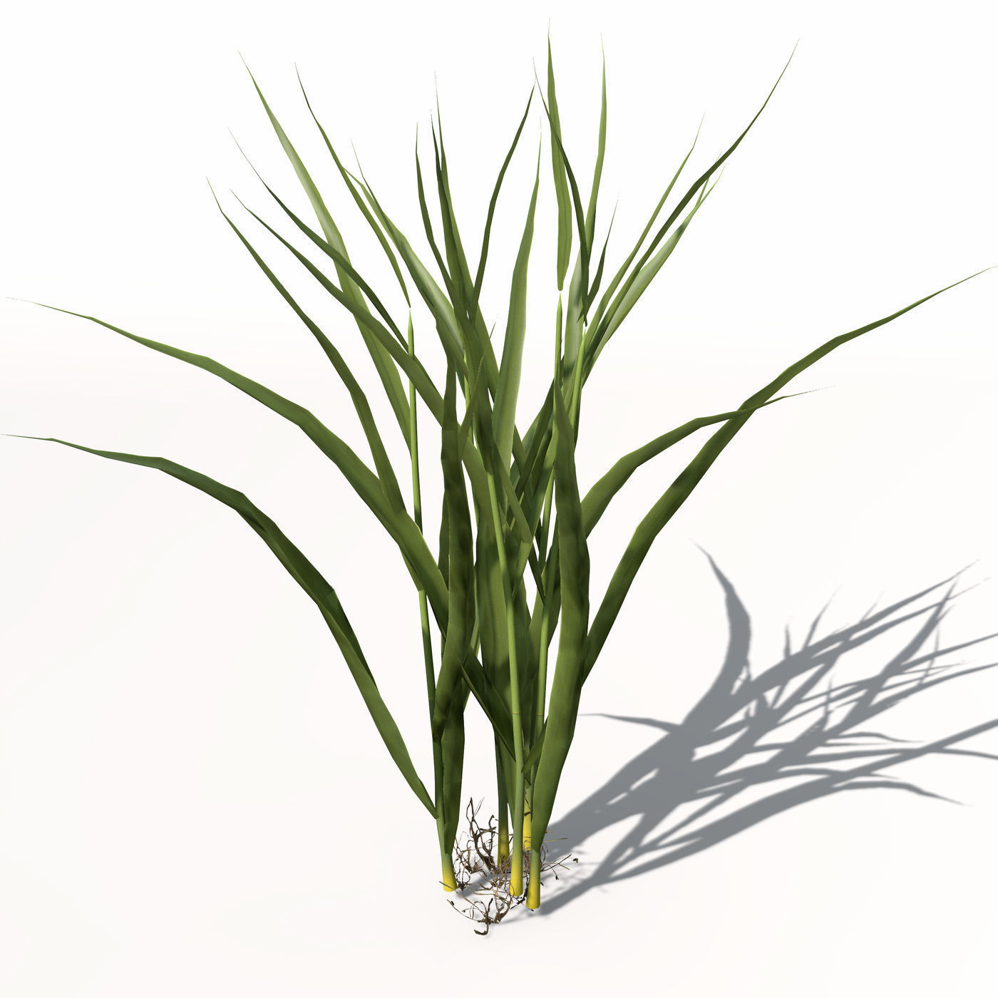 XfrogPlants Rice 3D model | CGTrader