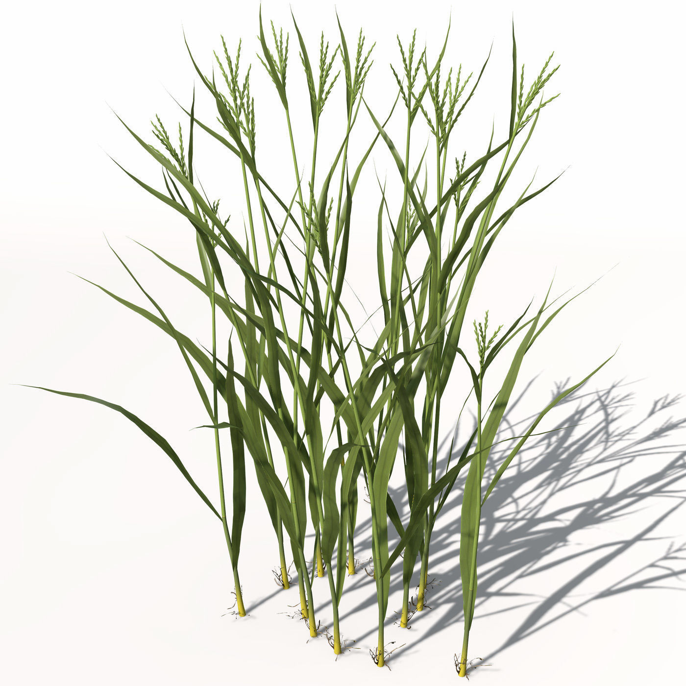 XfrogPlants Rice 3D model | CGTrader
