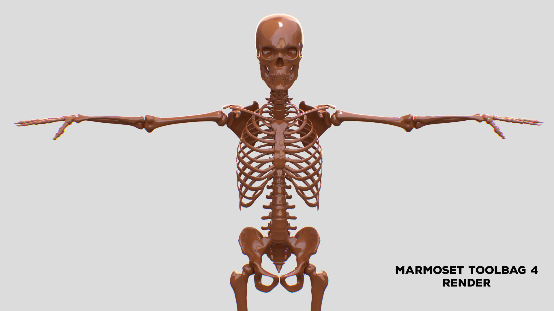 Human Male Skeleton Realistic 3D model rigged | CGTrader