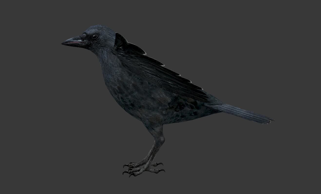 3D model crow bird VR / AR / low-poly | CGTrader