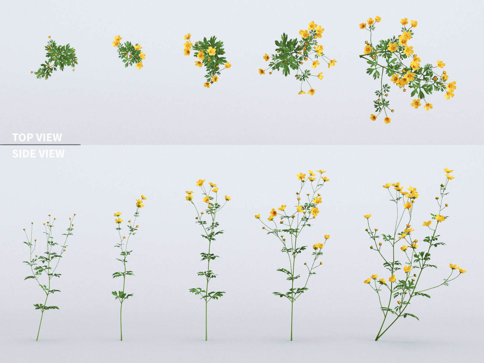 Buttercups Bundle 3D model | CGTrader