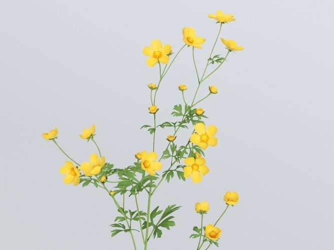 Buttercups Bundle 3D model | CGTrader