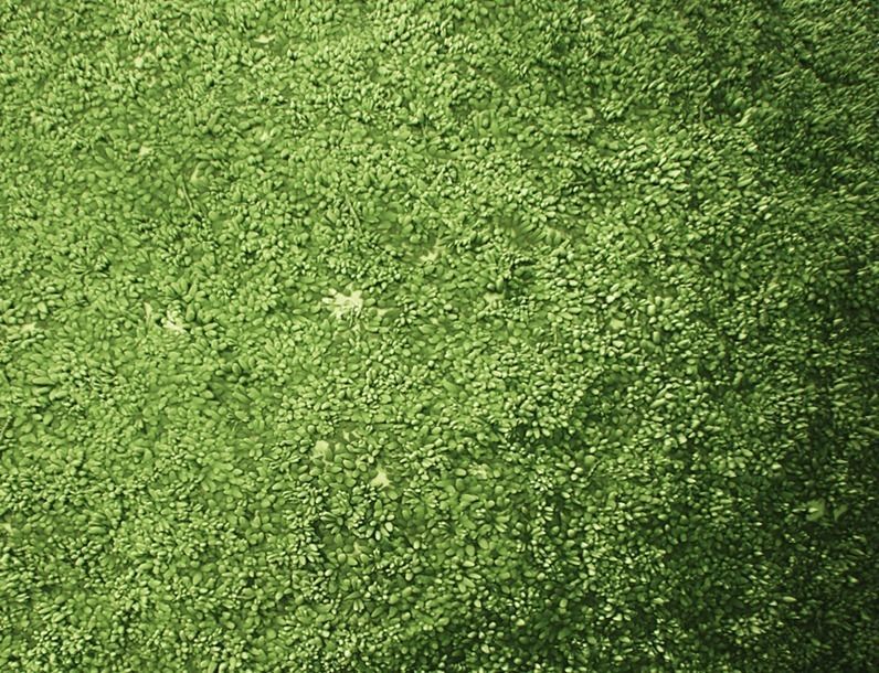 Moss PBR Tileable Material Texture | CGTrader
