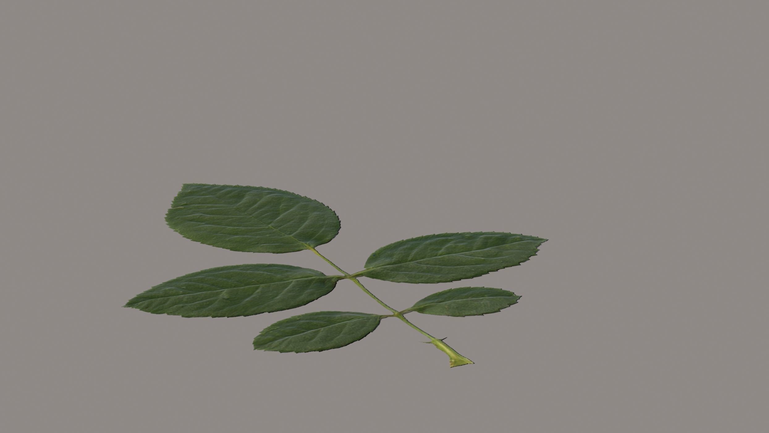 3D model Rose leaf VR / AR / low-poly | CGTrader