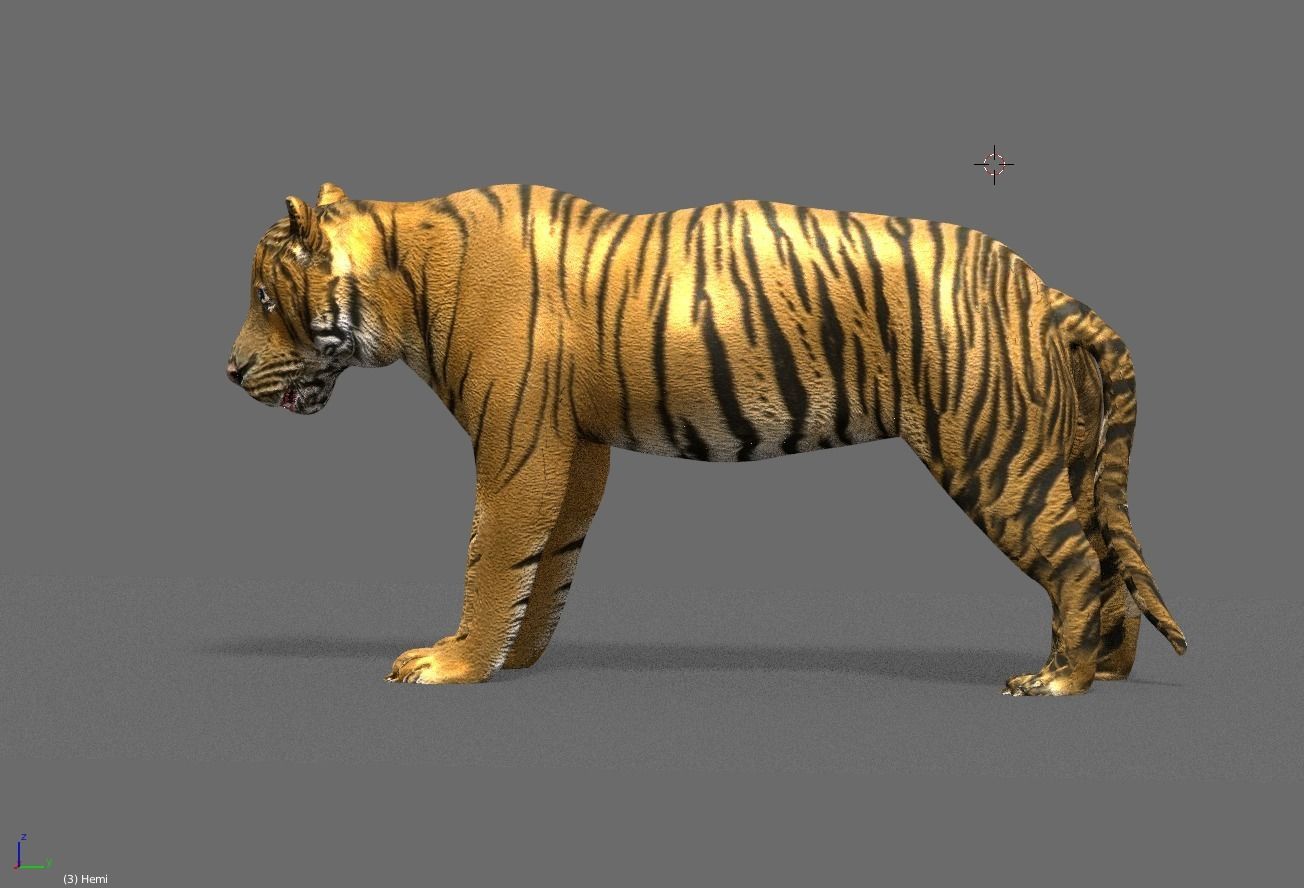 tiger 3D model | CGTrader