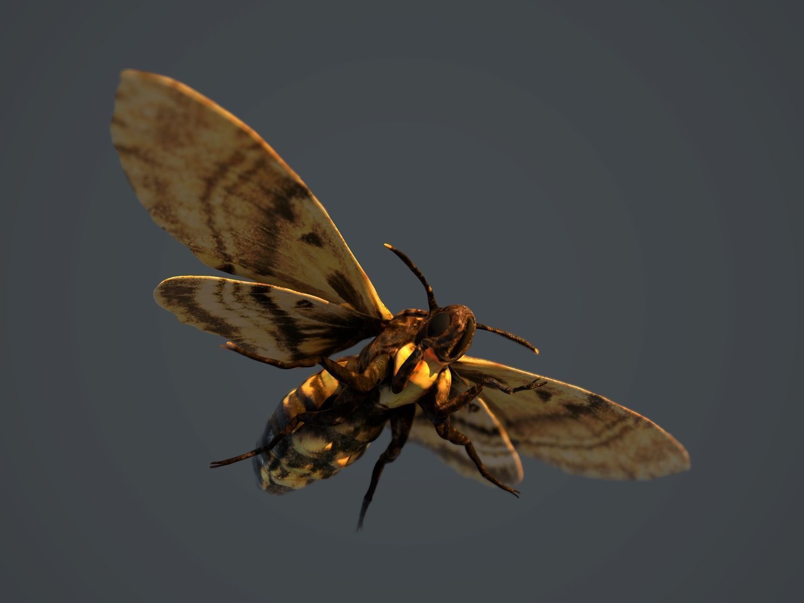 Acherontia Atropos Death Head Hawk Moth PBR 3D model | CGTrader