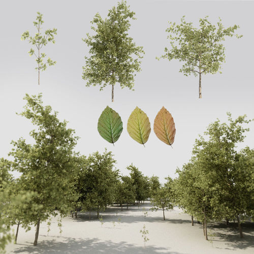 Tree pack A 3D model | CGTrader