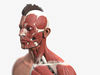 Ecorche Male Anatomical Reference 3D model | CGTrader