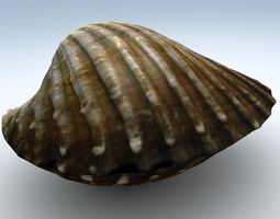 Clam 3D Models | CGTrader