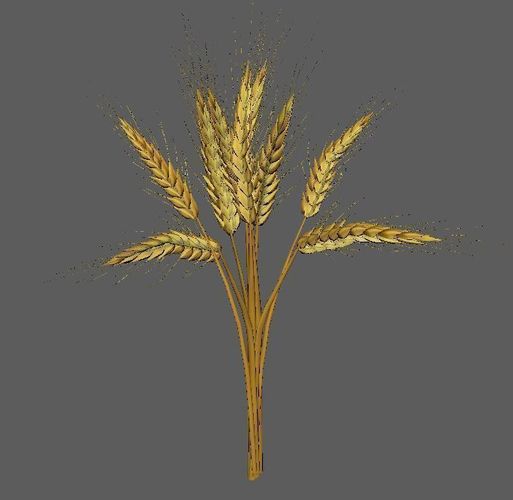 Wheat Golden model 3D model | CGTrader