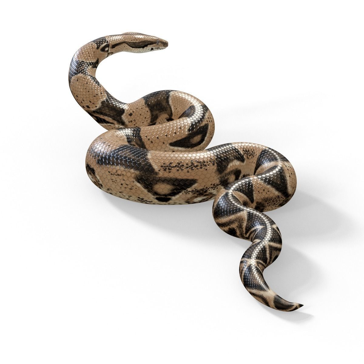 3D model Pythons Vol 1 Rigged VR / AR / low-poly rigged | CGTrader