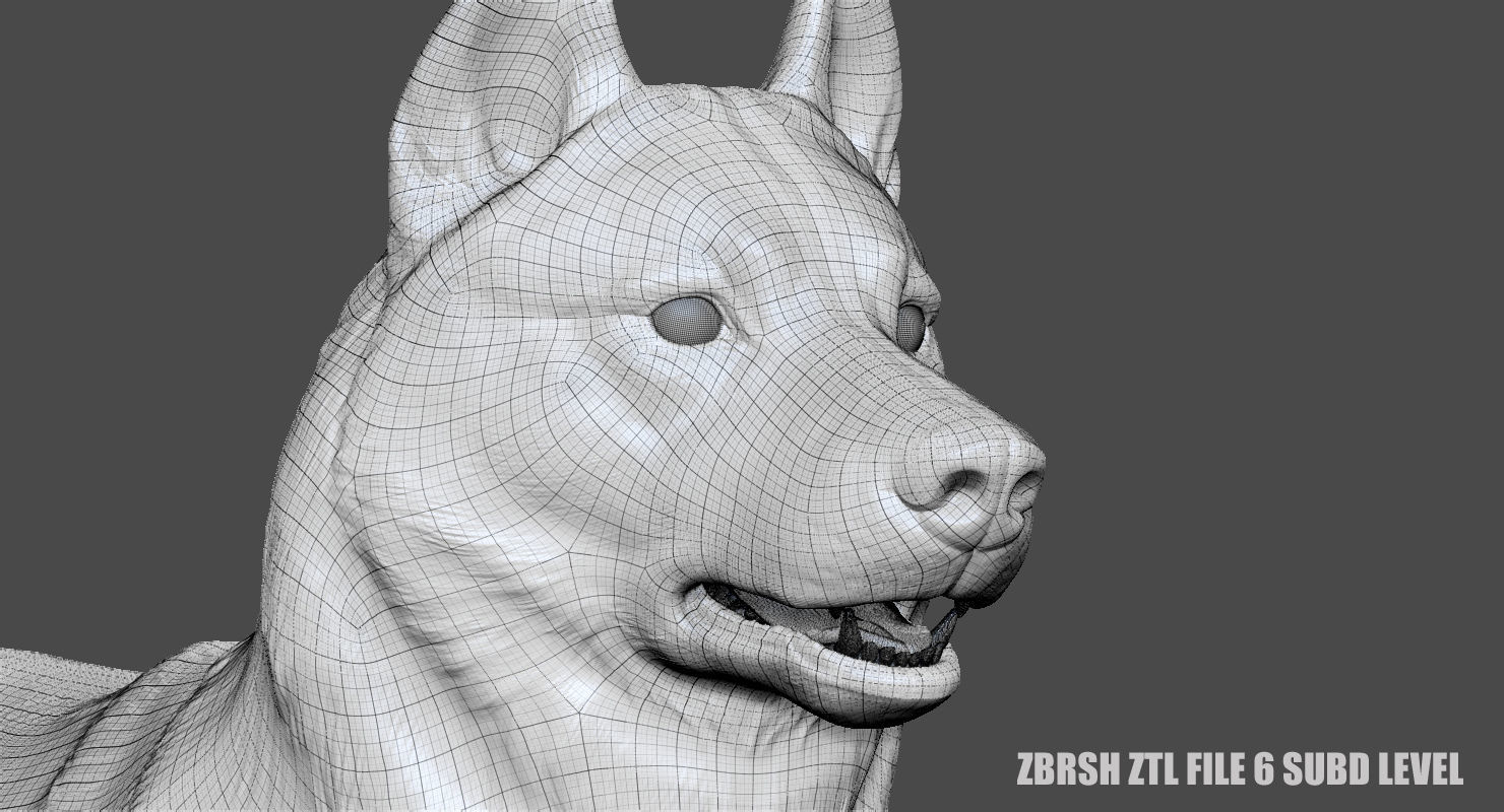 Siberian Husky high polygon 3D model with polypaint 3D model | CGTrader