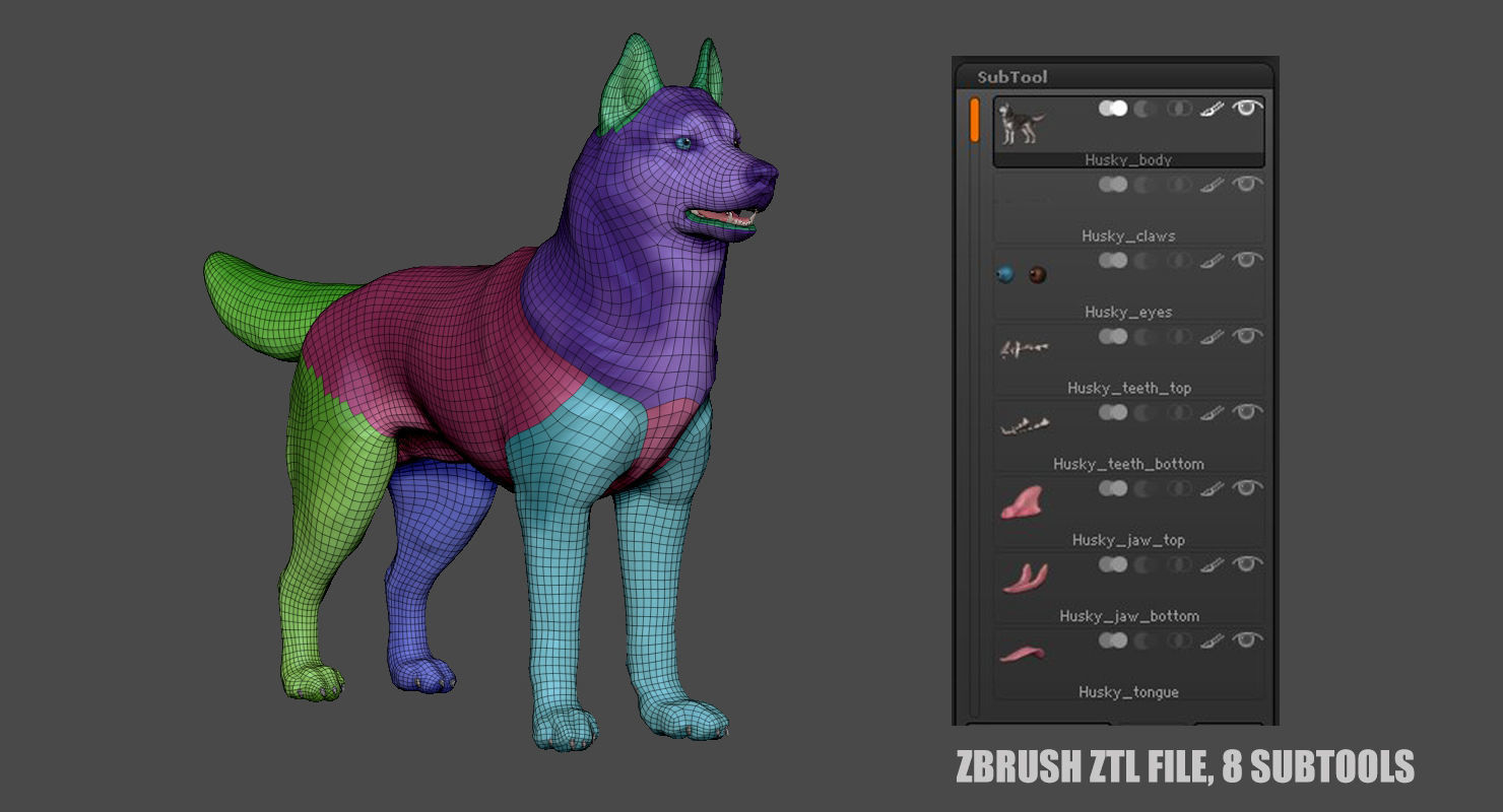 Siberian Husky high polygon 3D model with polypaint 3D model | CGTrader