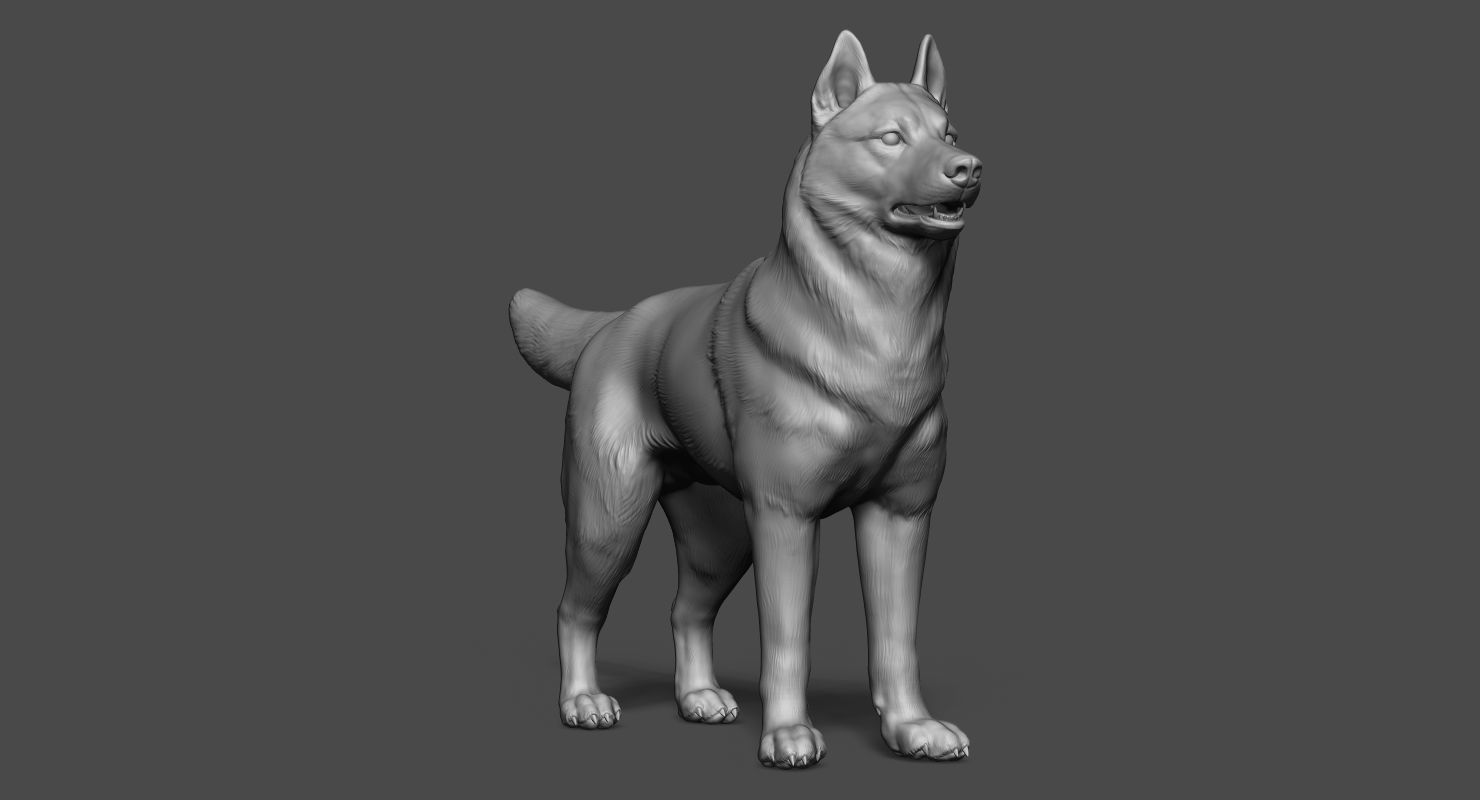 Siberian Husky high polygon 3D model with polypaint 3D model | CGTrader