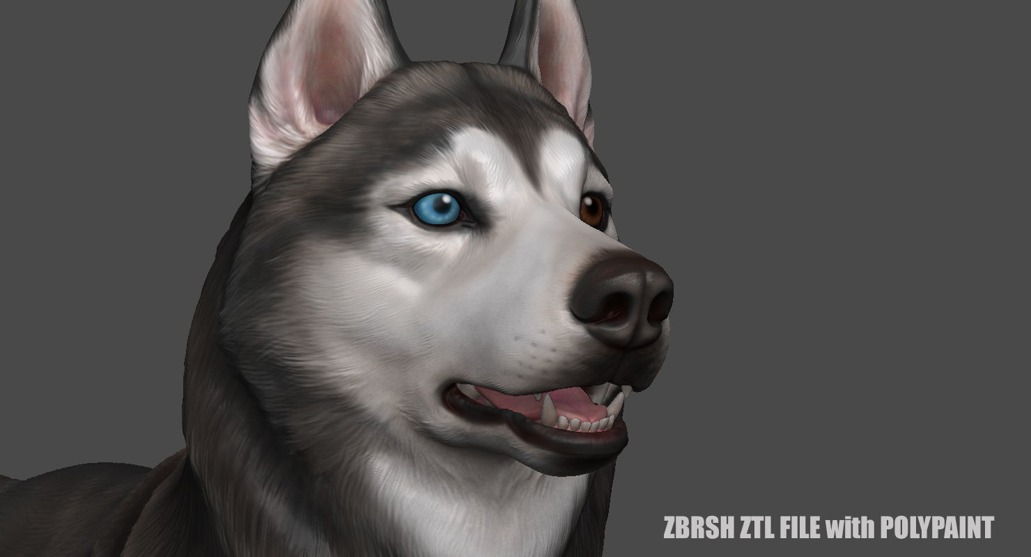 Siberian Husky high polygon 3D model with polypaint 3D model | CGTrader