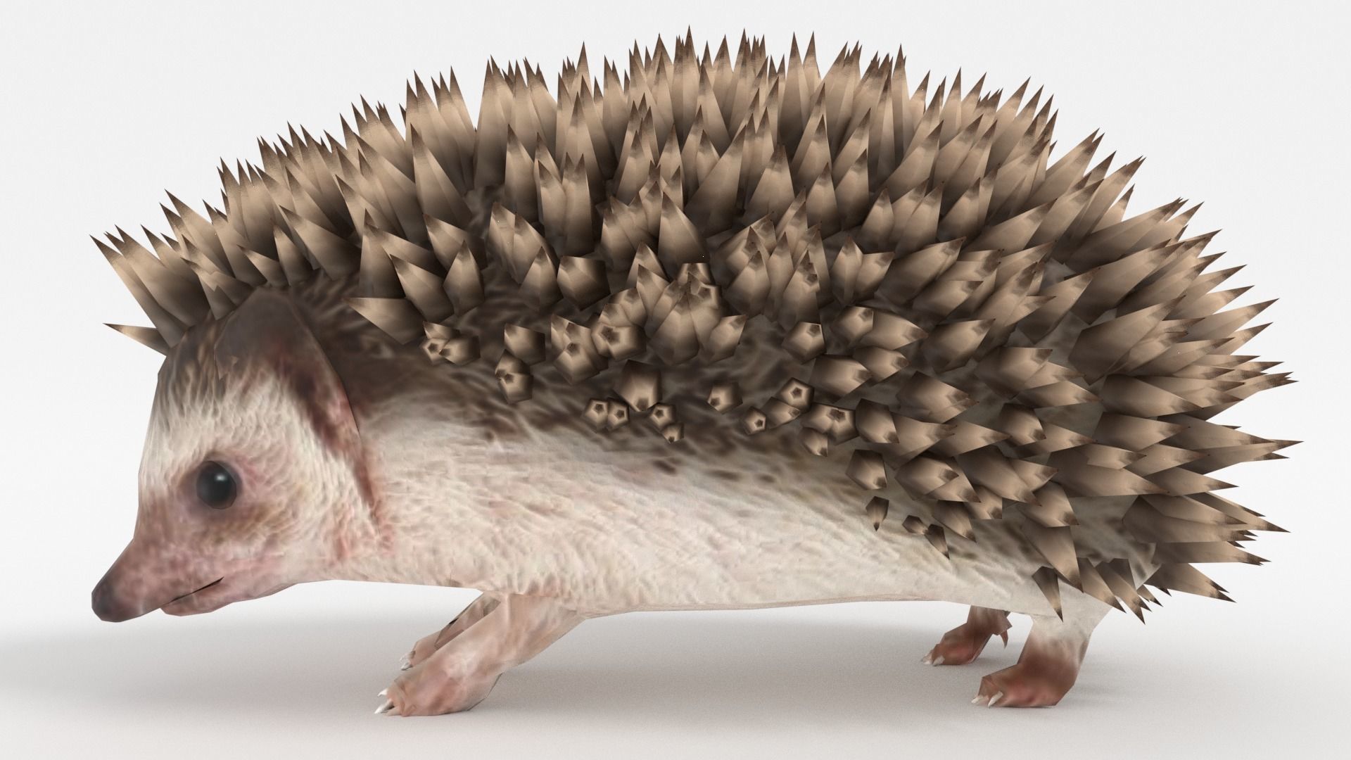 3D model Rigged Hedgehog VR / AR / low-poly rigged animated | CGTrader