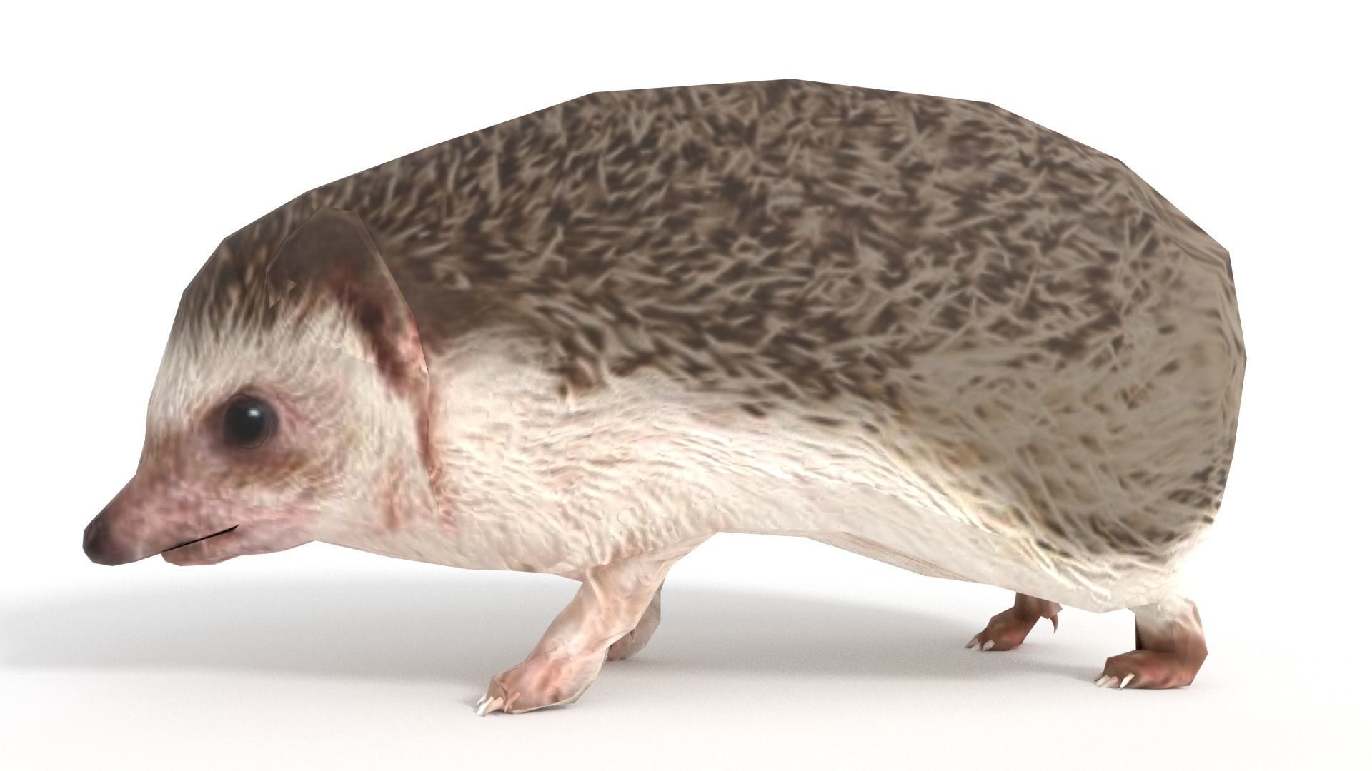 3D model Rigged Hedgehog VR / AR / low-poly rigged animated | CGTrader