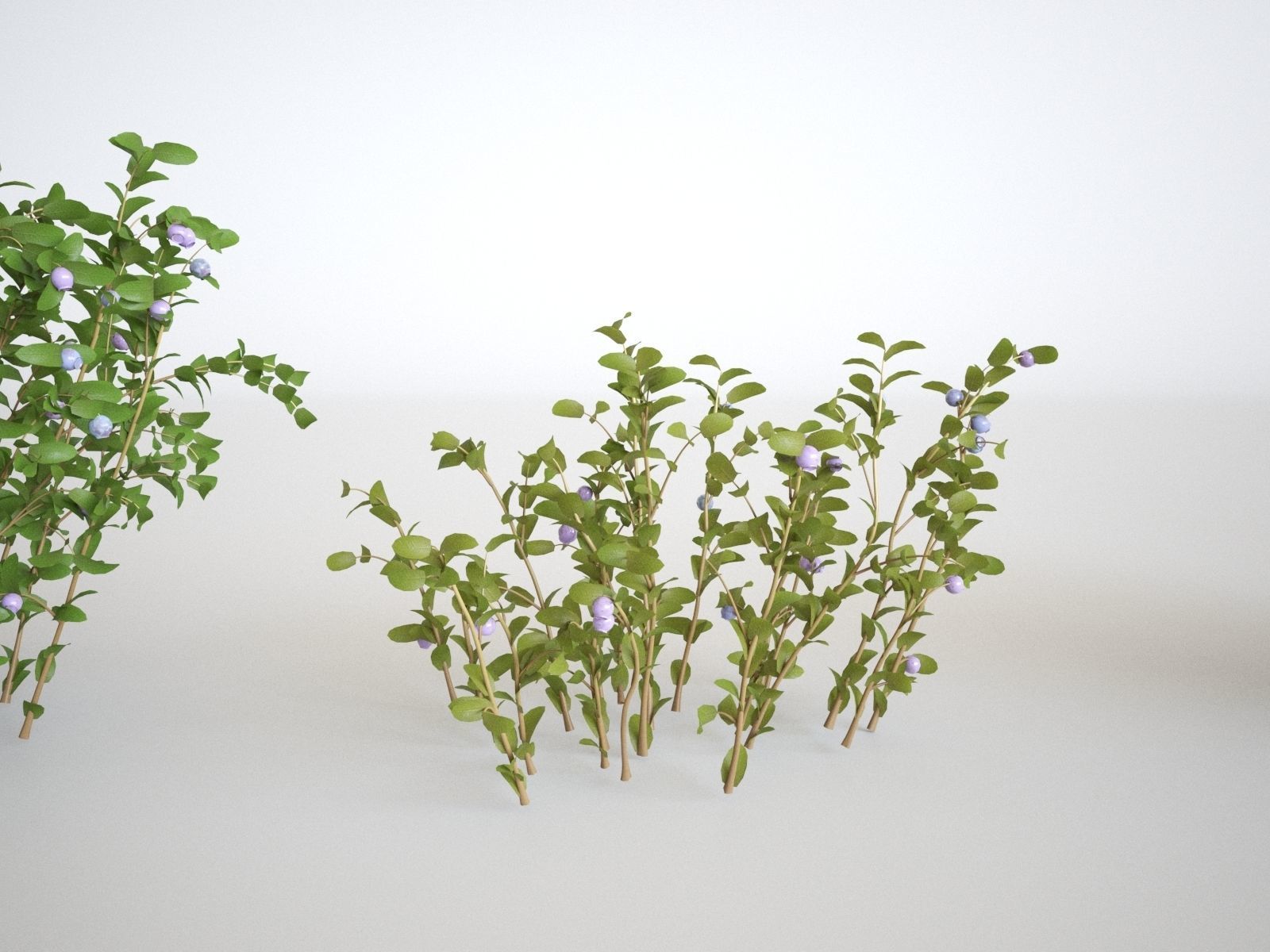Blueberry Bushes 3D model | CGTrader