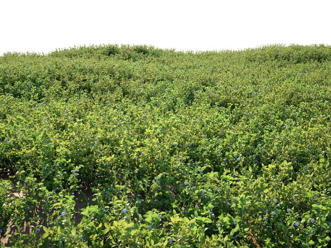 Blueberry Bushes 3D model | CGTrader