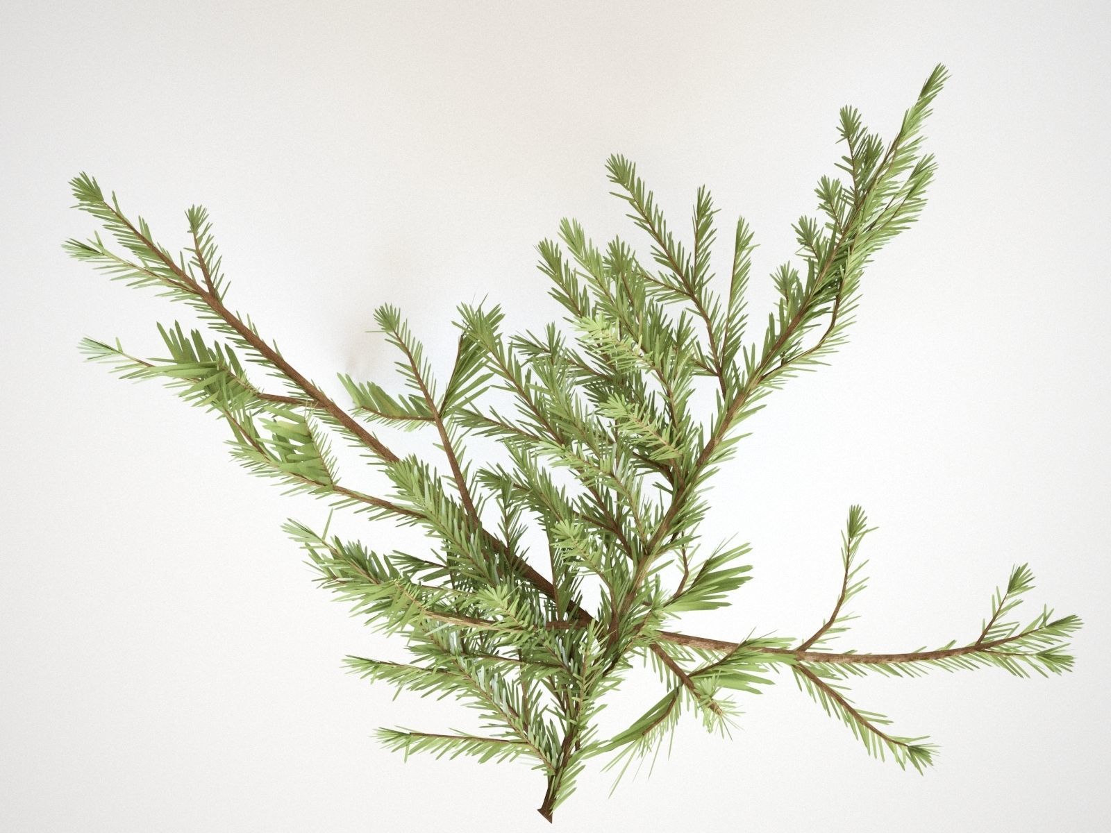 Pinetree Branches 3D model | CGTrader